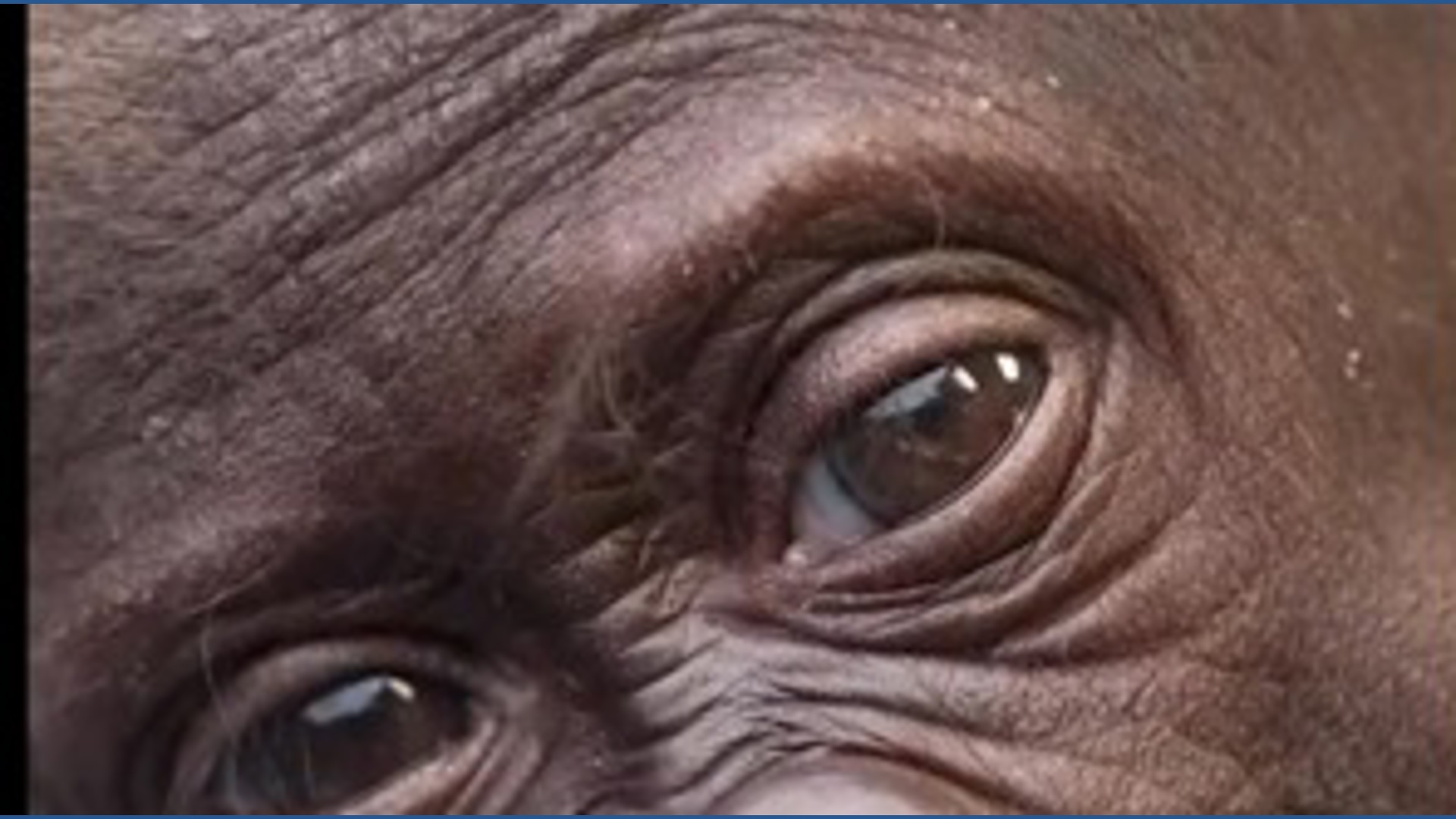 Before 'Punch the Monkey', North Texas had beloved primate, Jameela
