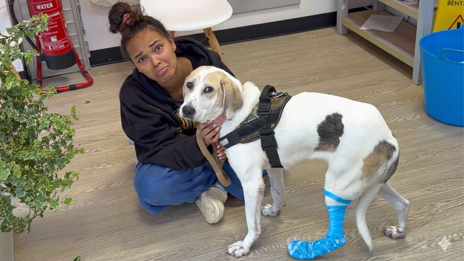 Will our rescue dog be okay after surgery?