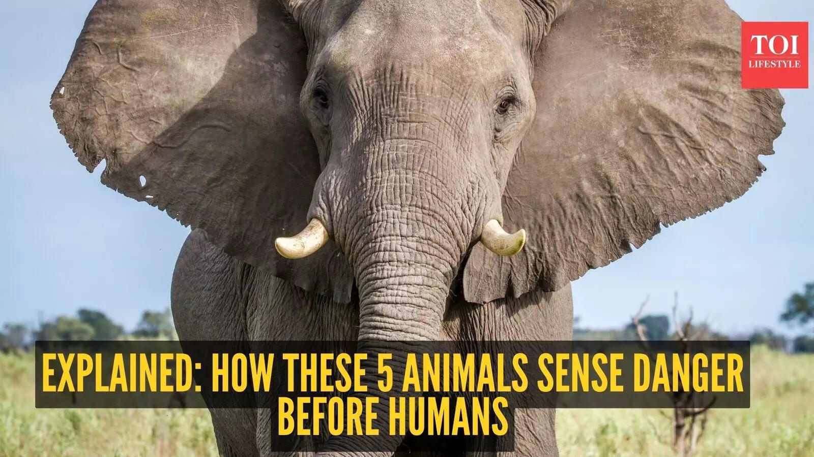 Explained: How these 5 animals sense danger before humans