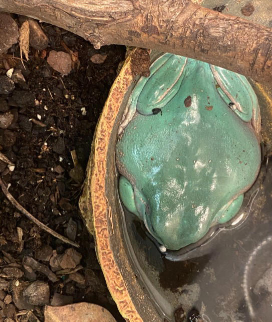 Tarantulas, lizard, parakeet, 6 dogs rescued from abandoned North ...
