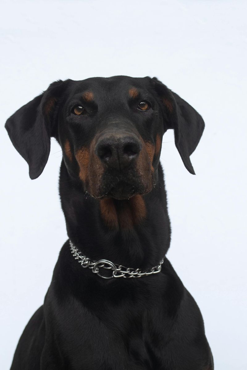 15 dog breeds that look calm, classy and completely in control at all times