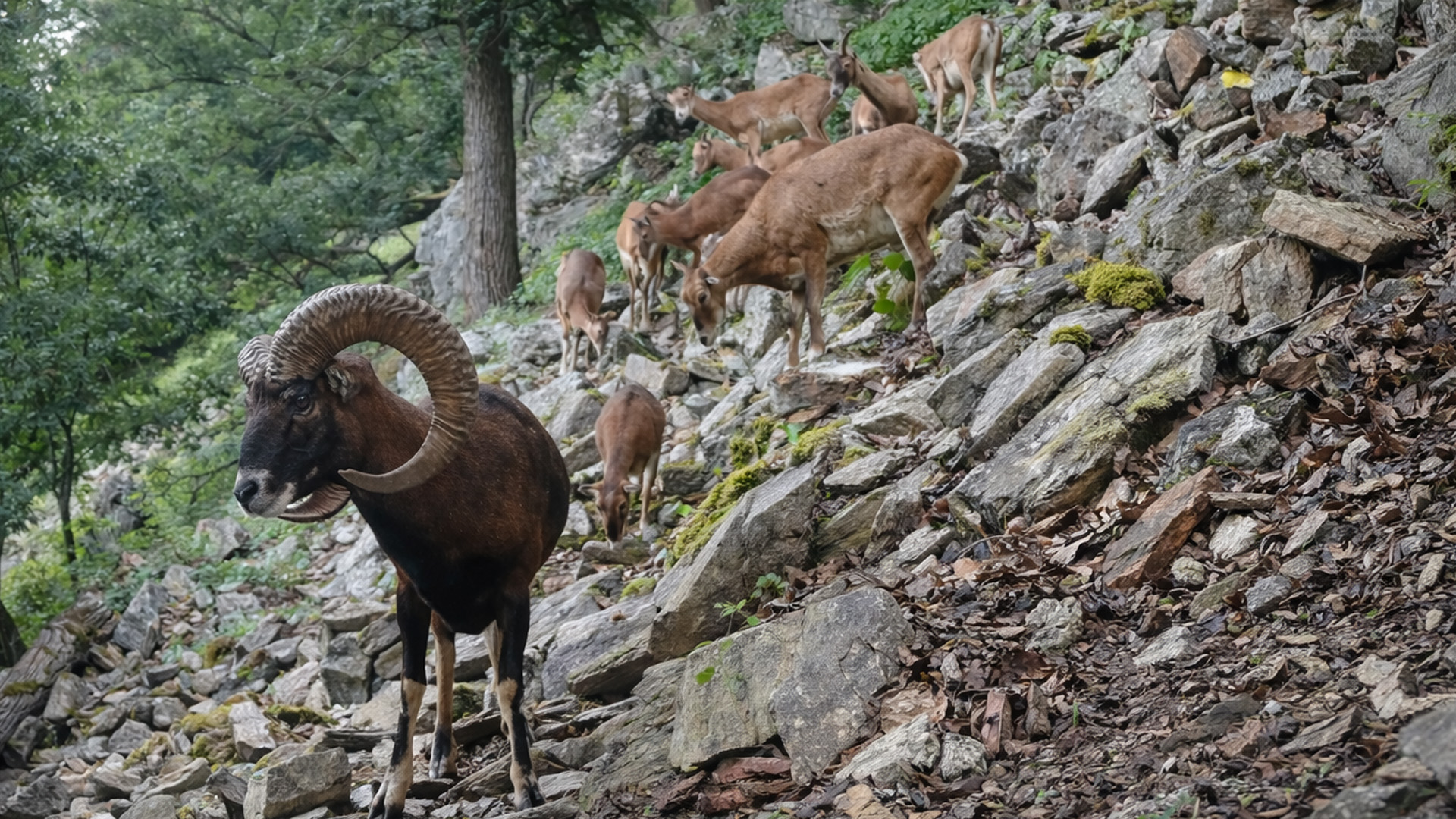 Hidden camera reveals animals navigating this dangerous slope