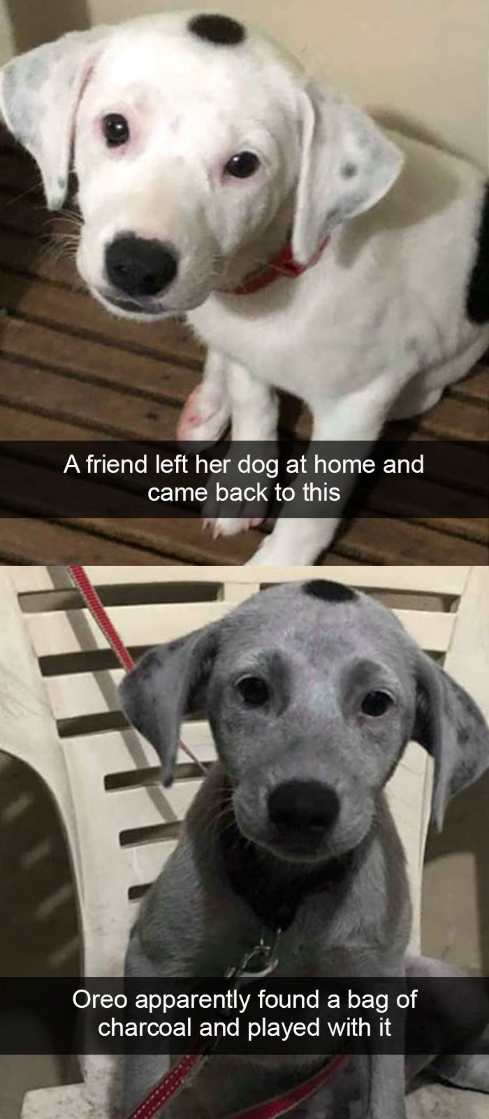 26 silly doggo memes bringing big bark energy to your scroll
