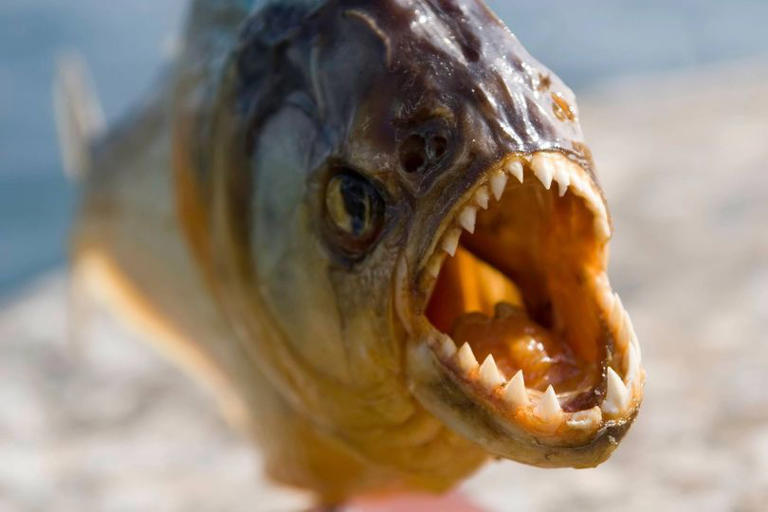 Kim Jong Un's James Bond style piranha tank execution as he 'threw ...