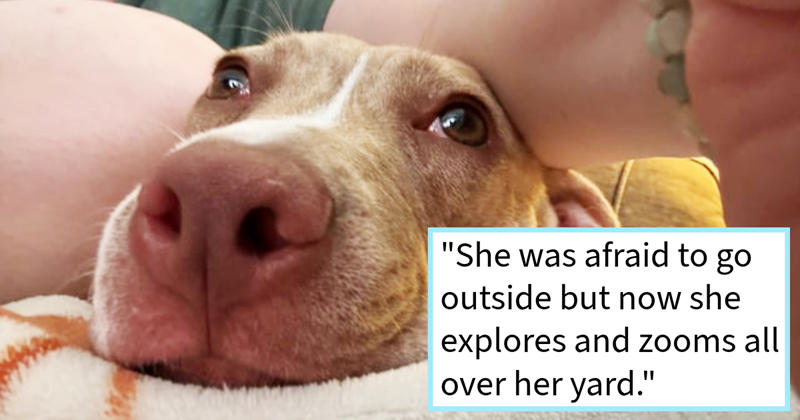 Rescued pit bull scared of everything makes heals her emotional scars ...