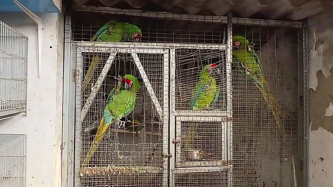 Spanish authorities rescue hundreds of illegally acquired exotic birds ...