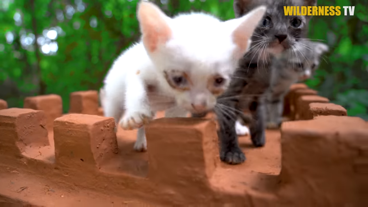 Watch these tiny scared kittens get a huge safe castle built just for them