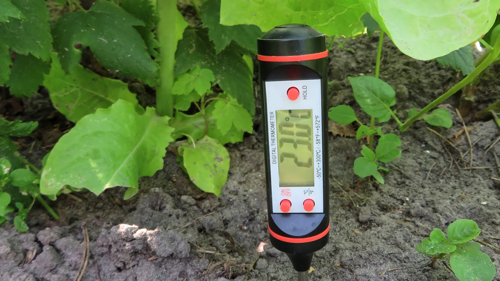 Starting a garden for the first time this year? Here’s what to know