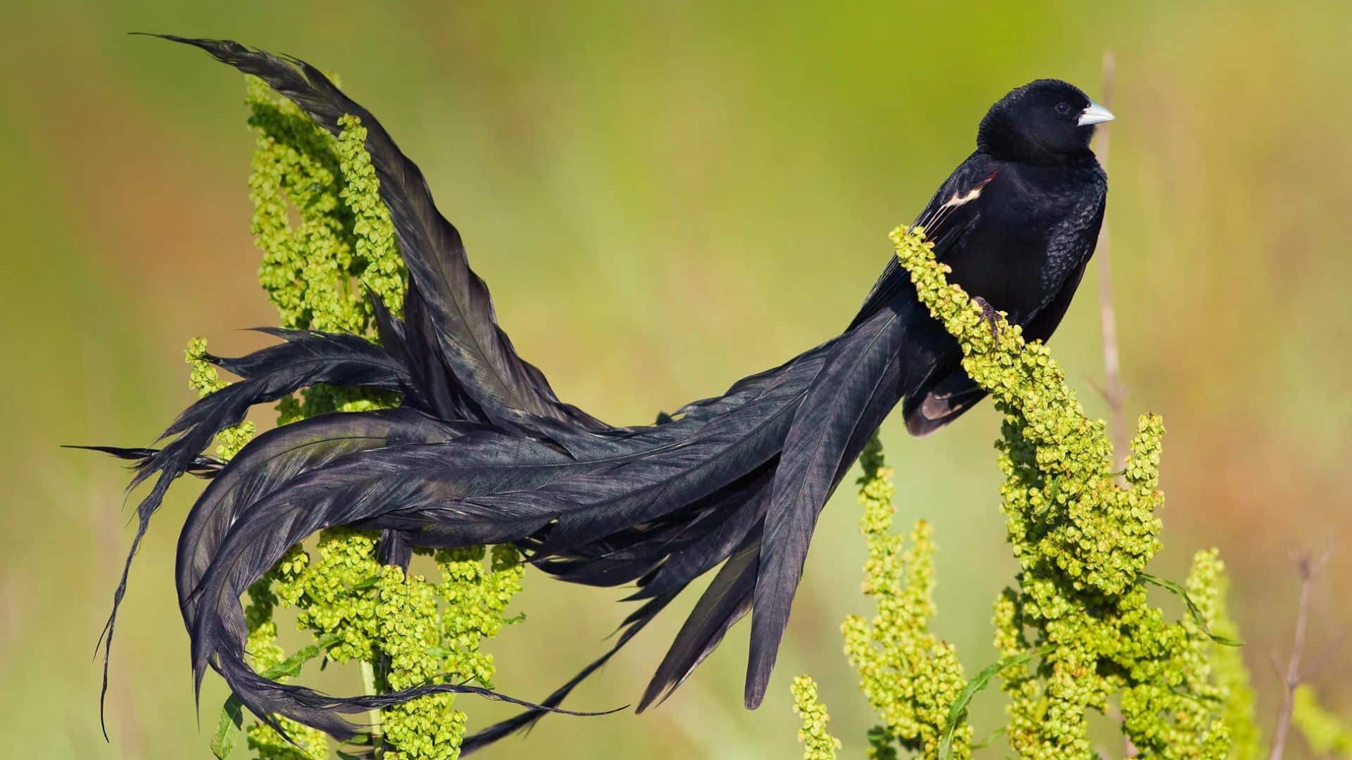 Birds known for unusual courtship displays