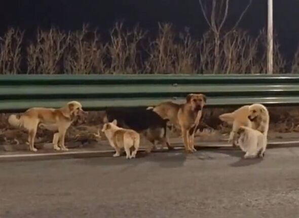7 dogs stolen in China escape captor's truck and travel 10 miles home