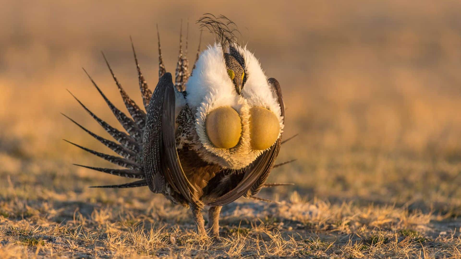 Birds known for unusual courtship displays