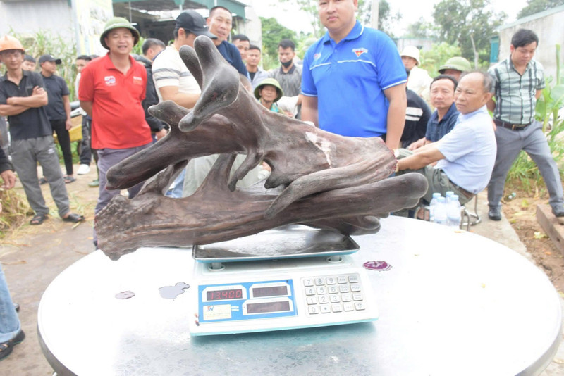 Gây mê để thu hoạch cặp nhung nai 'khủng' hiếm có hơn 13kg