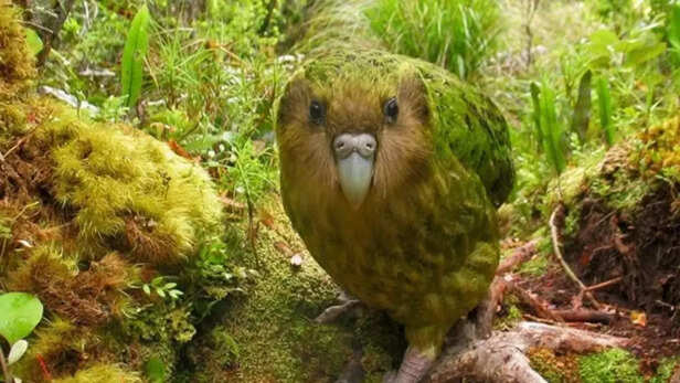 Meet the kakapo, the world’s heaviest parrot that cannot fly