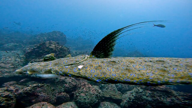 Bizarre flounder swims through group of surprised scuba divers in the ...