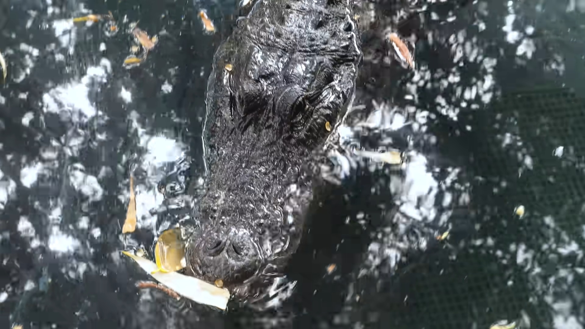 He got in the water with a 10-foot alligator - then came the warning no ...