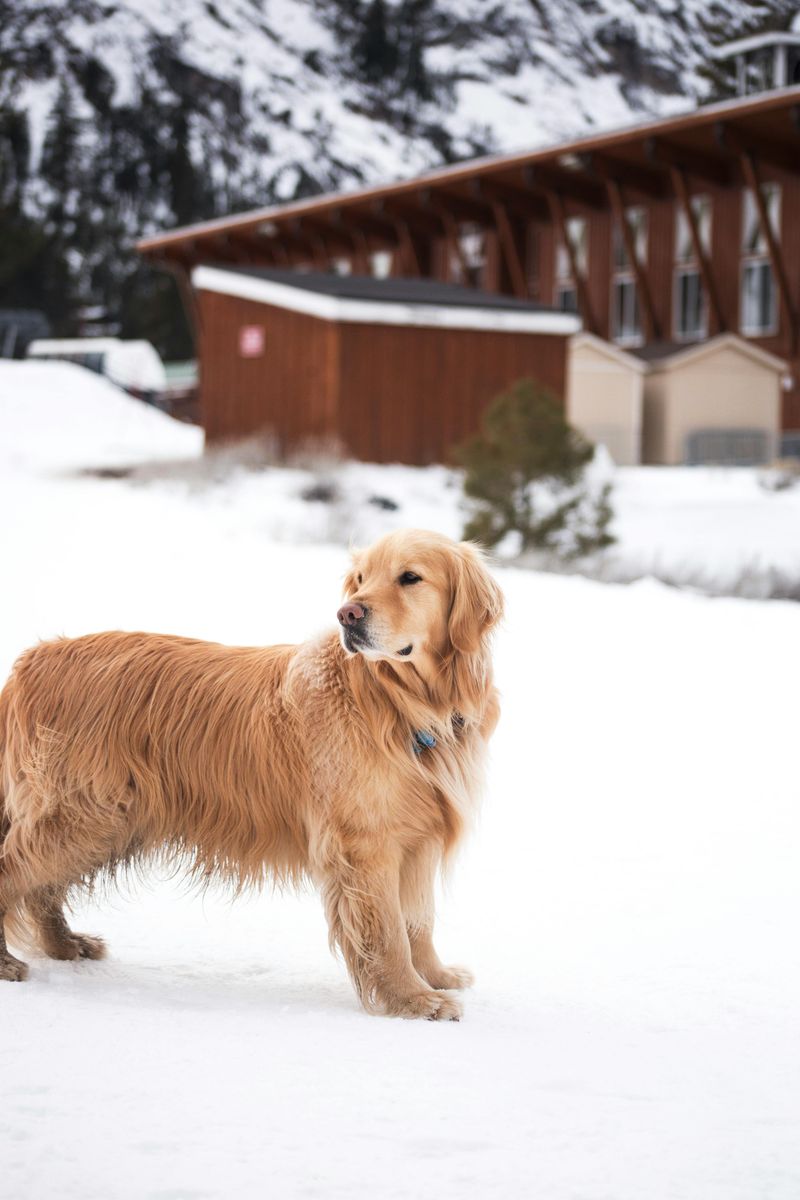 16 dog breeds that make people say "that is exactly the dog I want" the ...