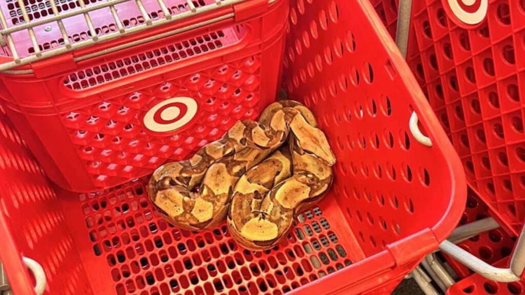 Surprising things people found in shopping carts