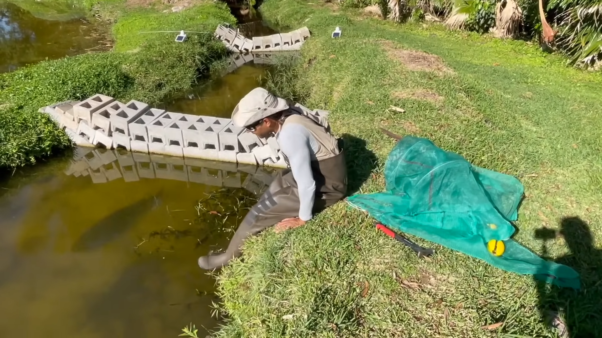 Watch what happens when the pond turns into chaos