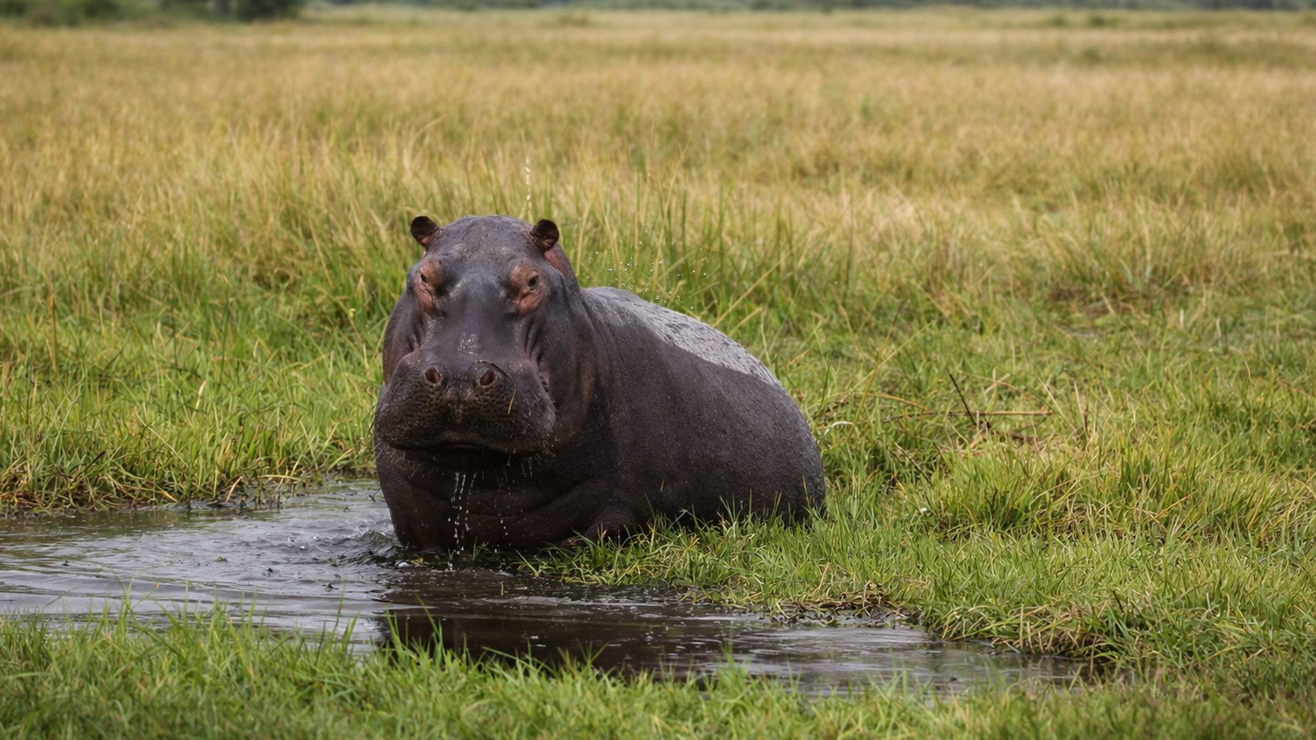 De cerca con uno de los animales más peligrosos de África