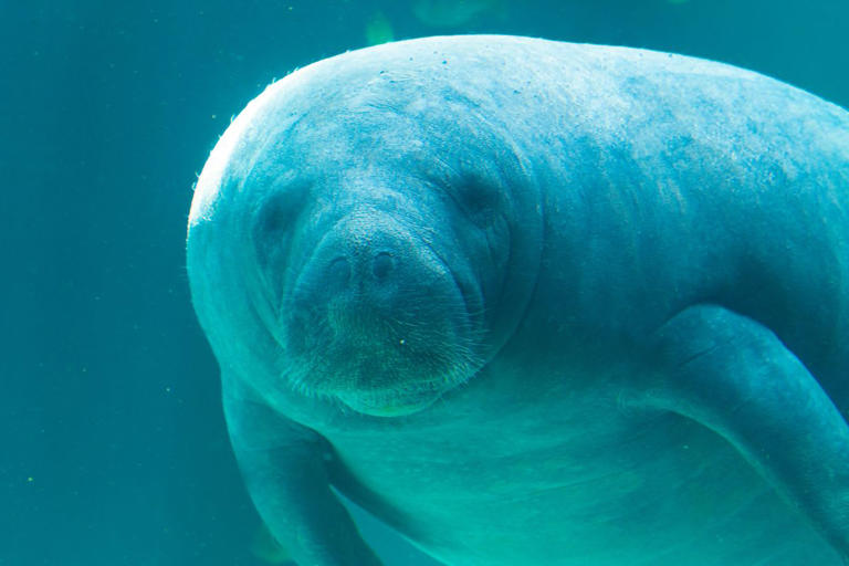 At 71 years old, Romeo is officially the oldest manatee ever recorded
