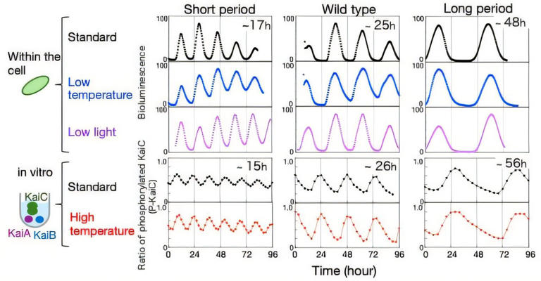 The truth of timekeeping lies within: Key developments in understanding ...