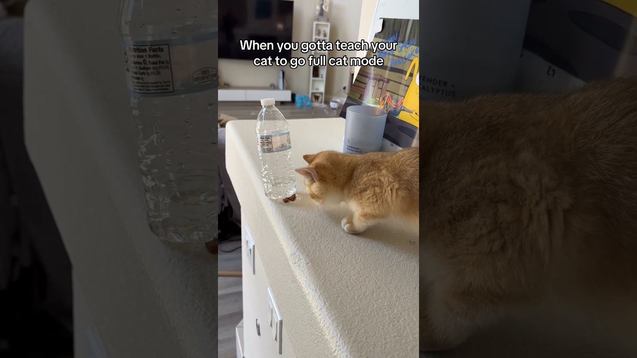 Naughty man encourages cute cat to knock heavy objects off