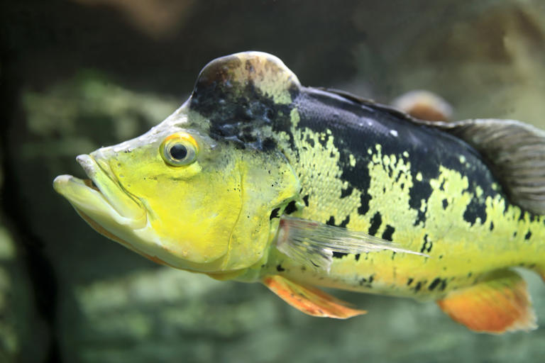 Big tropical fish 2026: Here are 12 of the largest breeds of colourful ...