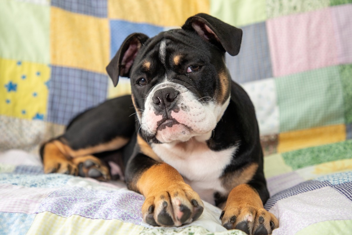 6 signs your dog knows you're lying, according to a trainer