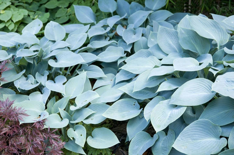 Where do hostas grow best? Gardening experts share the sweet spot