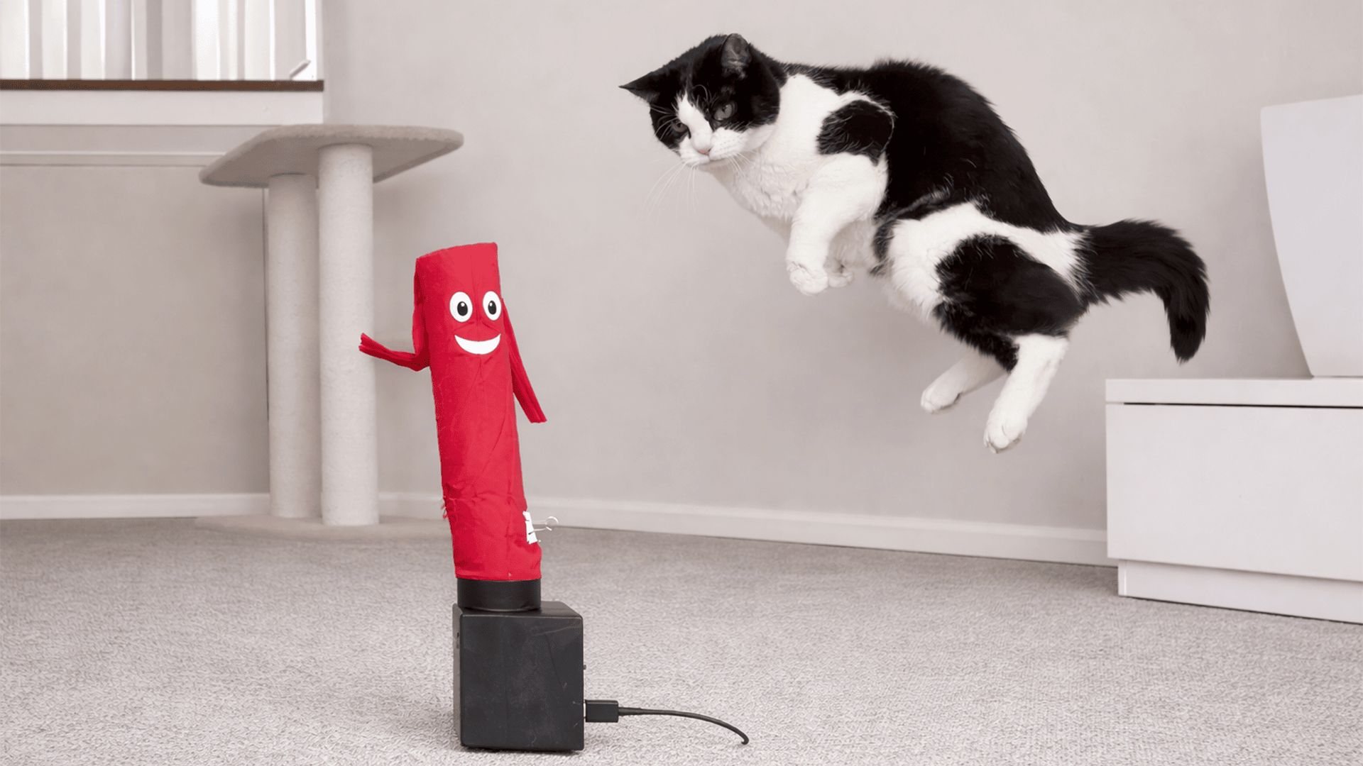Cat thinks this is a boss fight