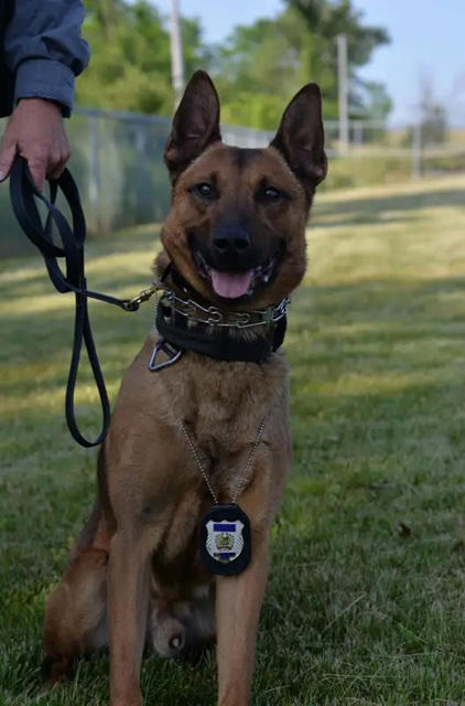 Kylo, 'one of the friendliest' Peel police dogs, dies from cancer