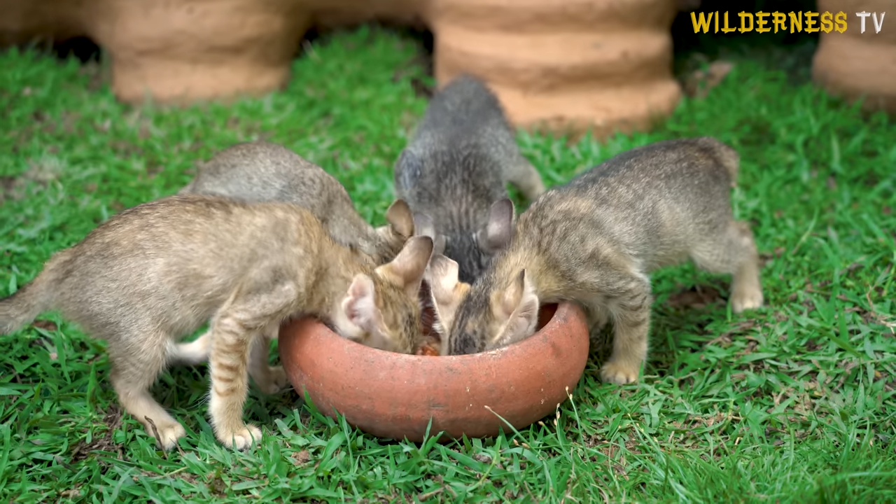 Watch these tiny kittens move into a safe and cozy new home