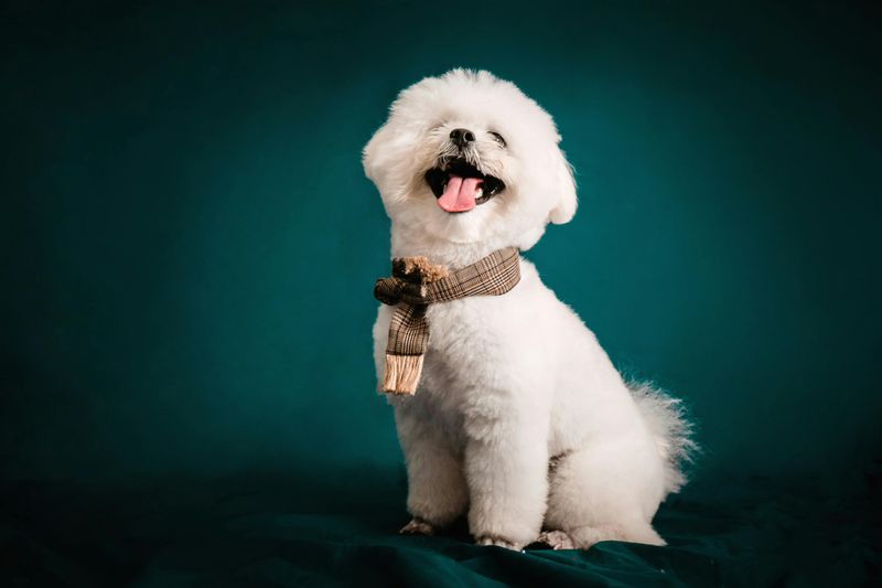 17 dog breeds that feel like a perfect match for people who want love ...