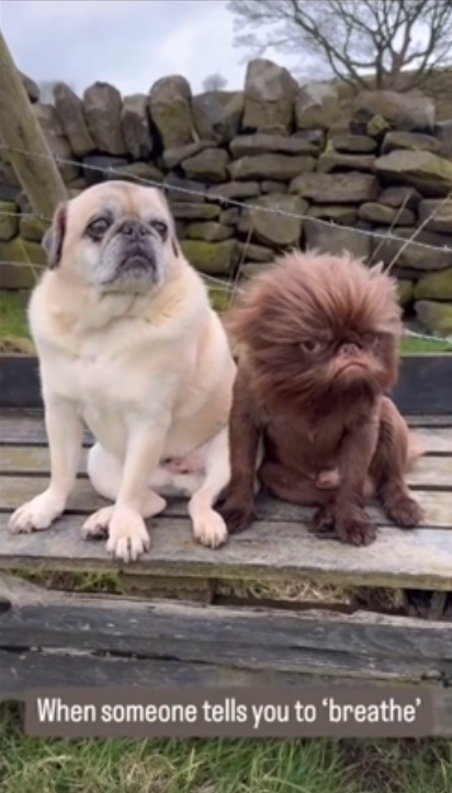 You have to see what my dog did