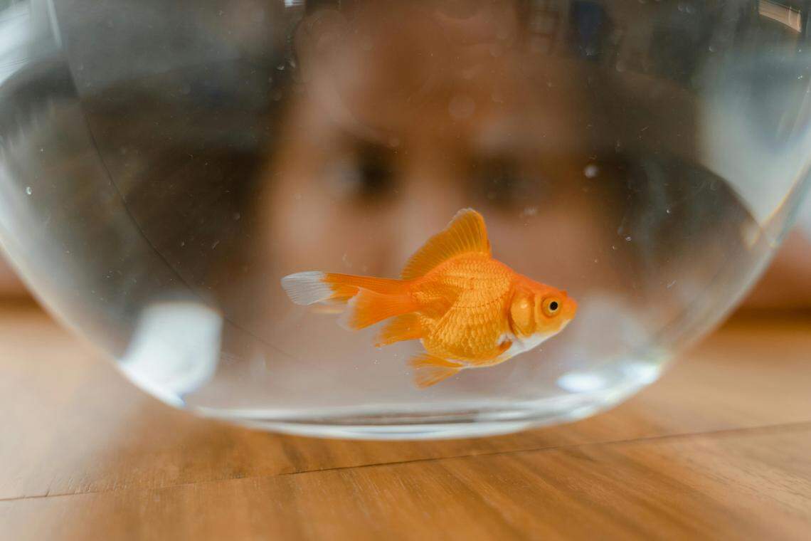 Goldfish named Blub sets Guinness World Record driving motion-sensing ...