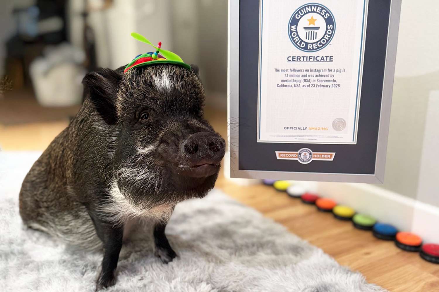 Meet Merlin, the 'talking' pig who just earned a Guinness World Record ...