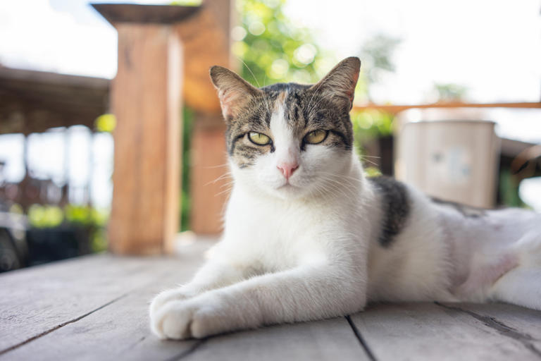 ¿Su gato está estresado? Señales claves para identificar esta conducta ...