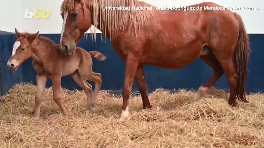 Peruvian university makes history with first-ever clone of national ...