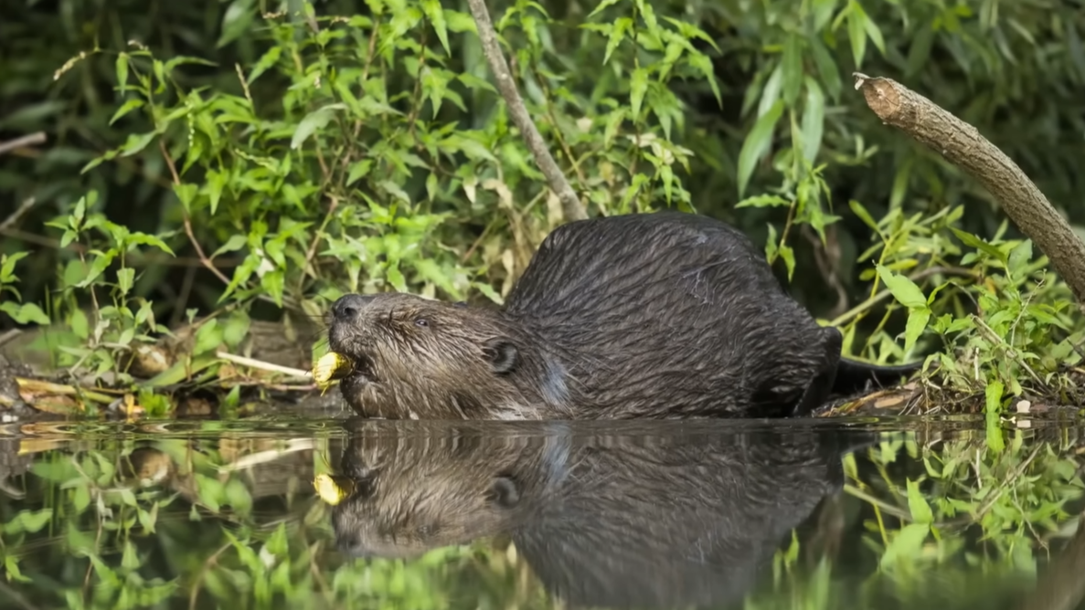 This beaver’s bite killed a photographer - and nobody could stop it