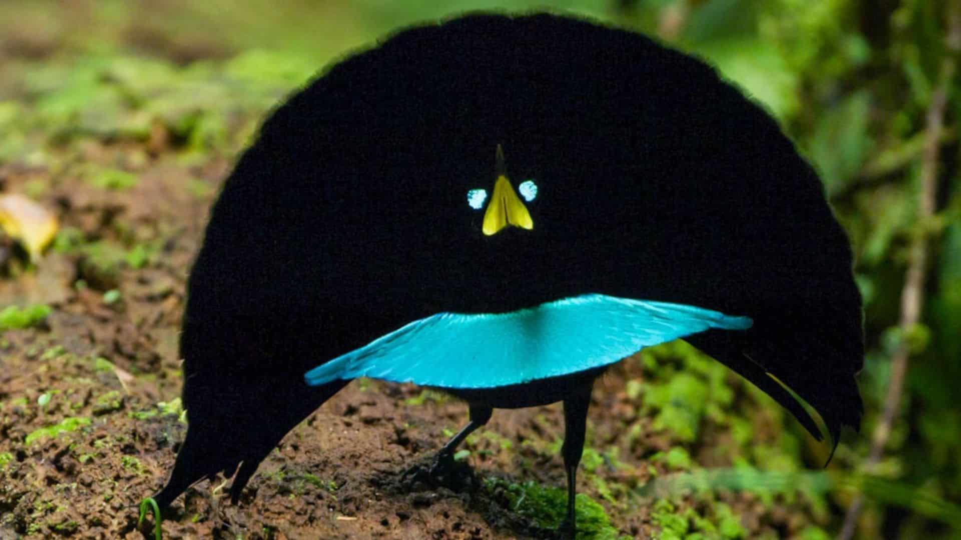Birds known for unusual courtship displays