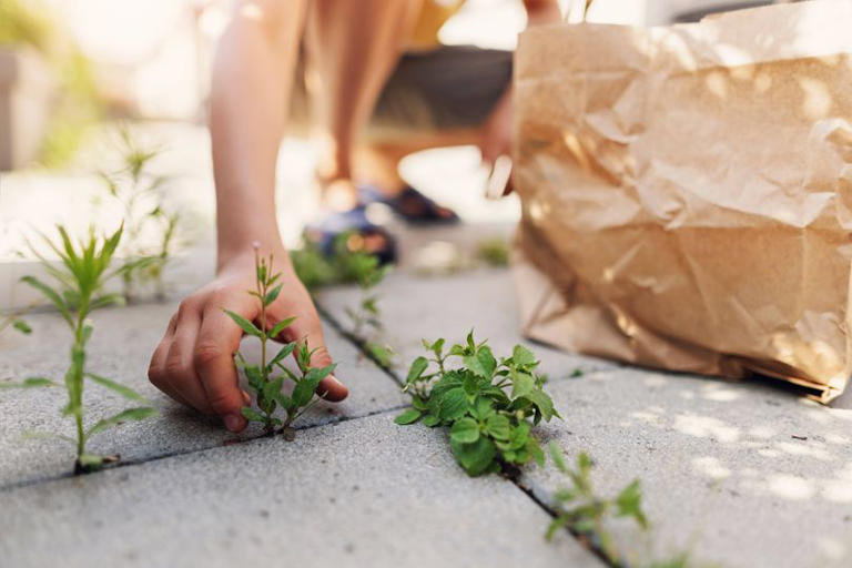 Simple method to kill garden weeds naturally using 1 common everyday item