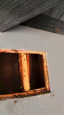 Removing a massive hidden beehive from a house wall
