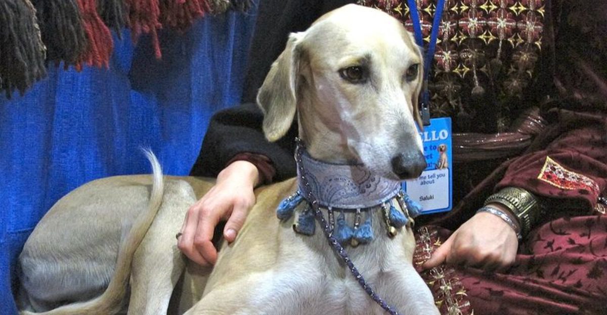 15 dog breeds that look calm, classy and completely in control at all times