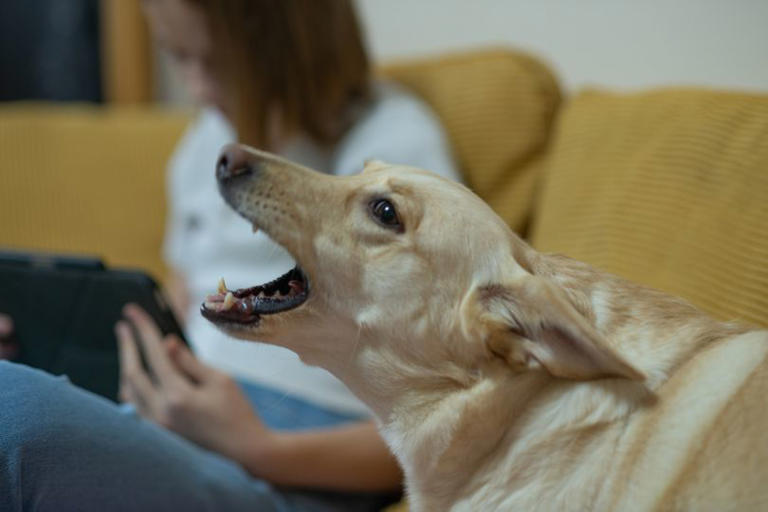 Simple front door change could stop dog barking