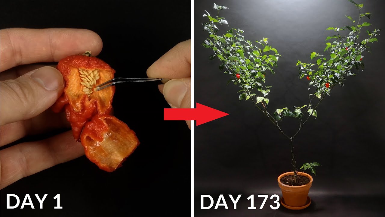 Carolina Reaper growth in action