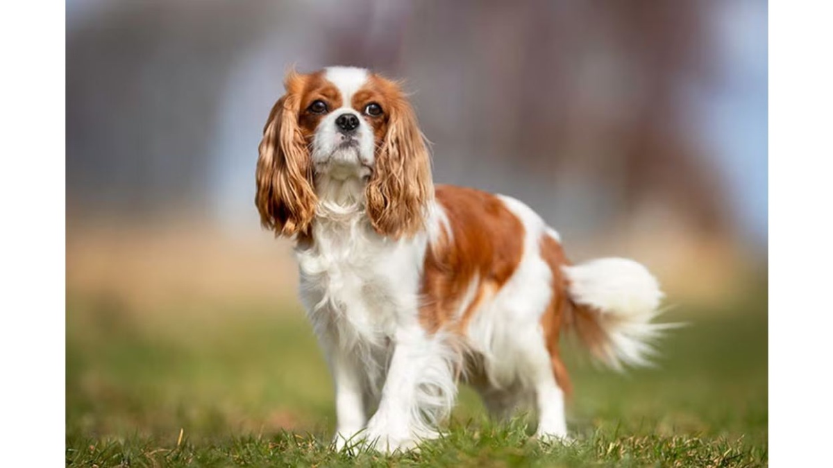 Which dog breed are you based on how you love?