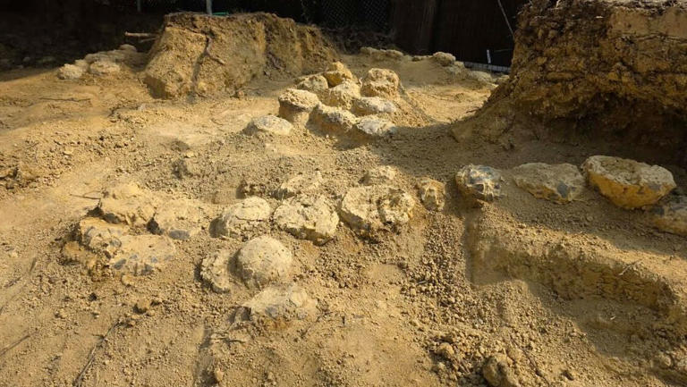 Dans l'Hérault, une spectaculaire découverte d'œufs de dinosaures