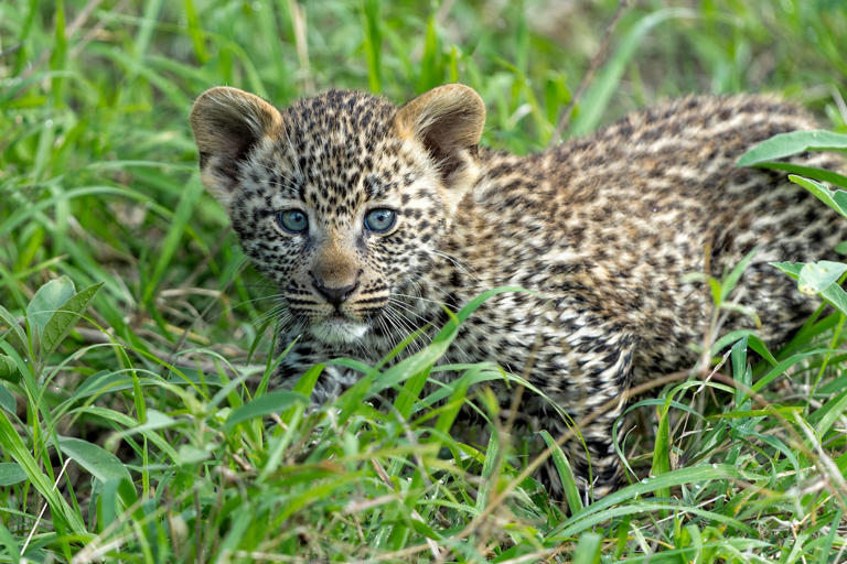Baby leopard plops off safari tent: Here's what happened next
