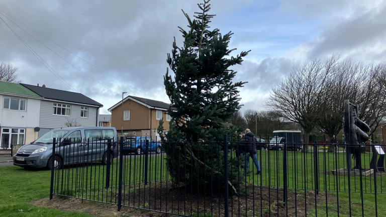 Man admits felling village's Christmas tree