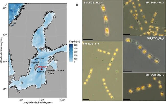 240 meters below the Baltic Sea, these 7,000-year-old tiny organisms ...
